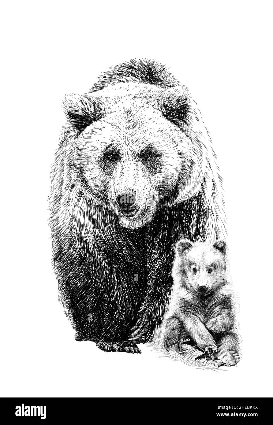 Black Bear Pencil Drawings