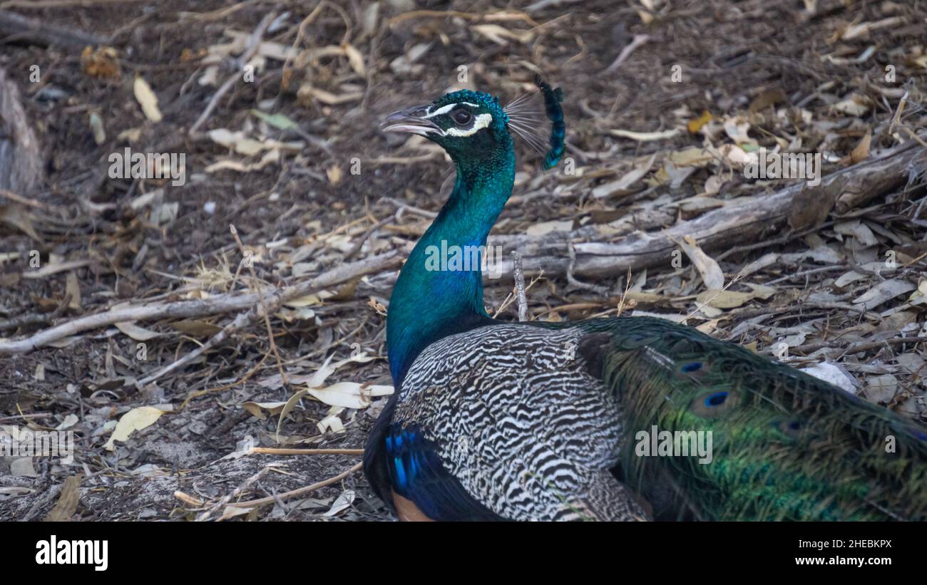 Australian peacock hi-res stock photography and images - Alamy