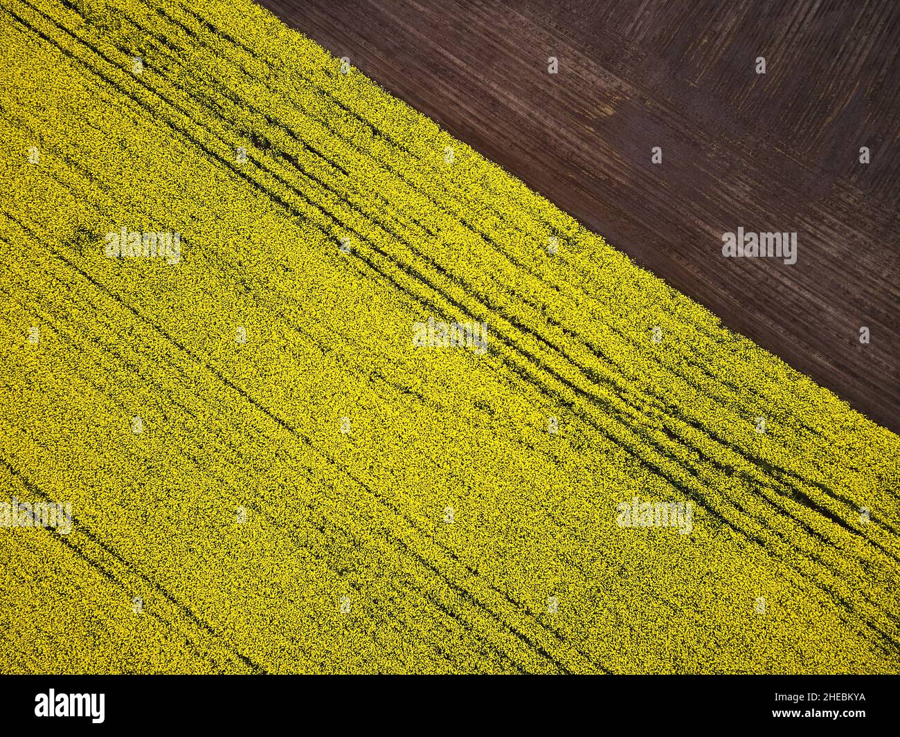 Bird's eye view from a drone of a passing canola crop, aerial view of ...