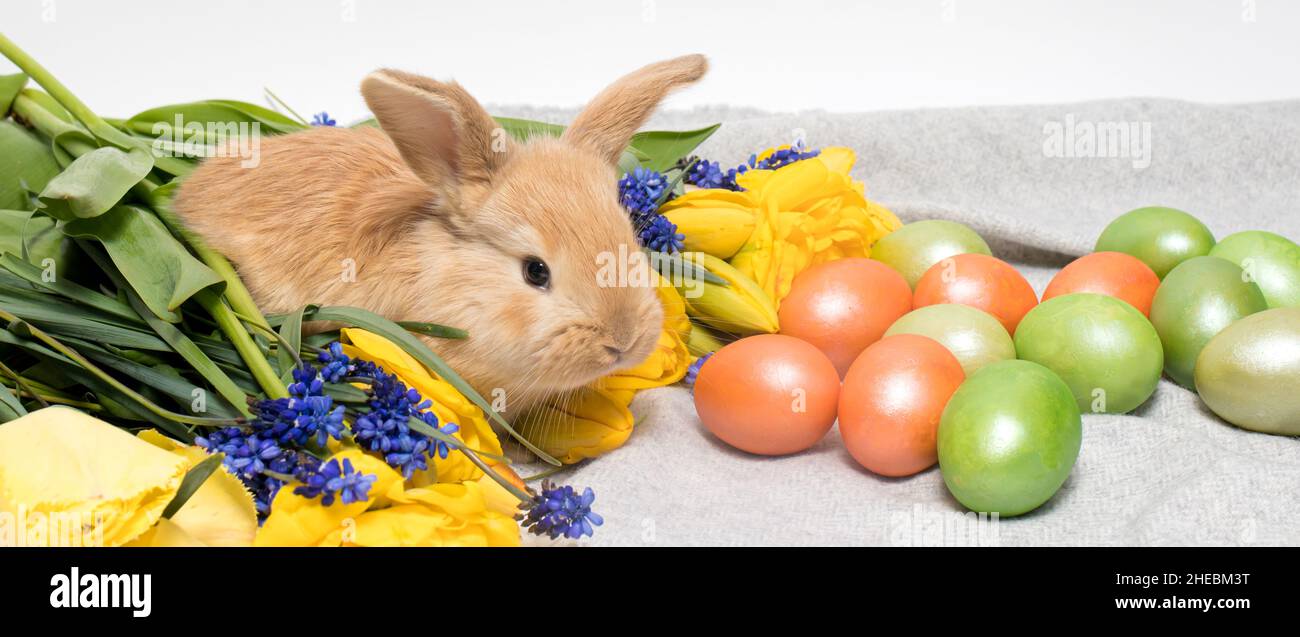 Long horizontal banner with Easter bunny, eggs and flowers to ...