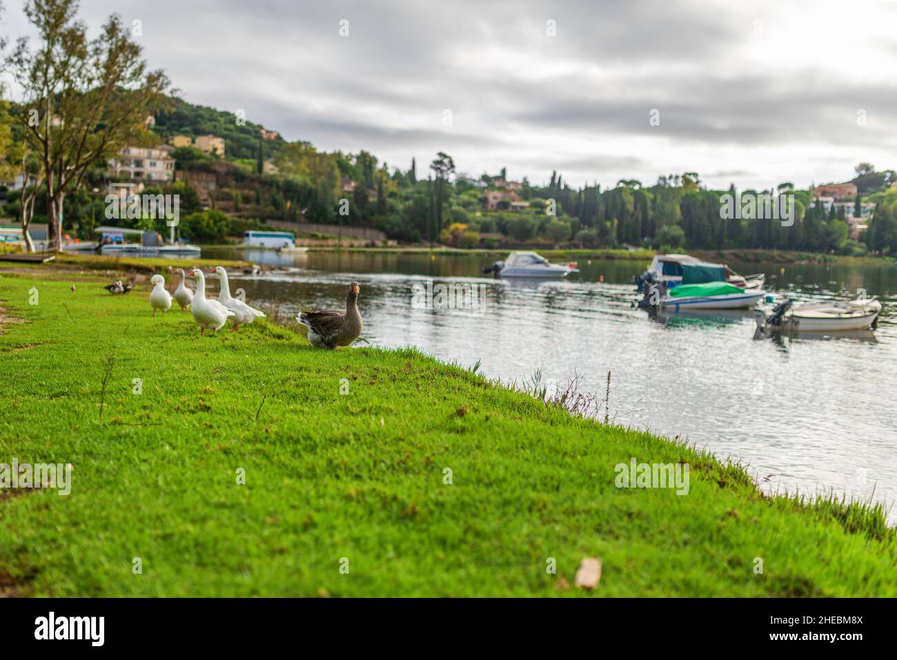 Gooses grazing on meadow covered with vibrant green grass by lake with ...