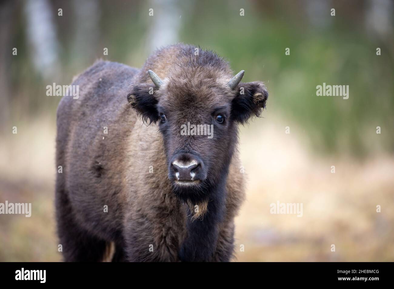 Calf heath hi-res stock photography and images - Alamy
