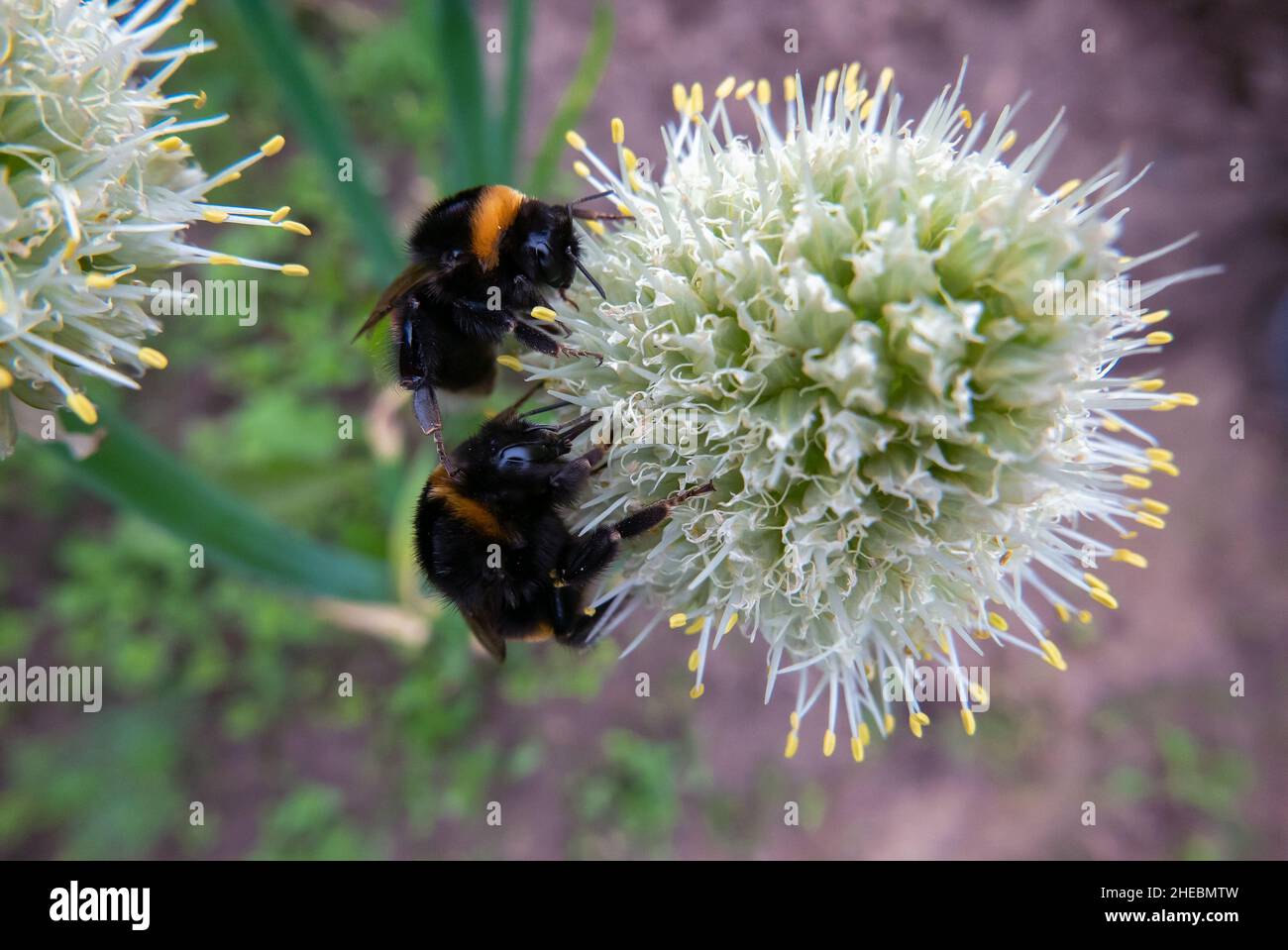 two furry bumblebees on a flower gathering nectar Stock Photo - Alamy