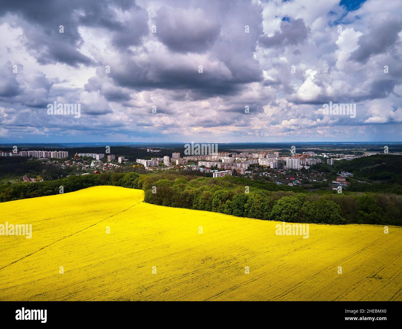 Aerial view of spring rapeseed flower field, Bird's eye view from a ...