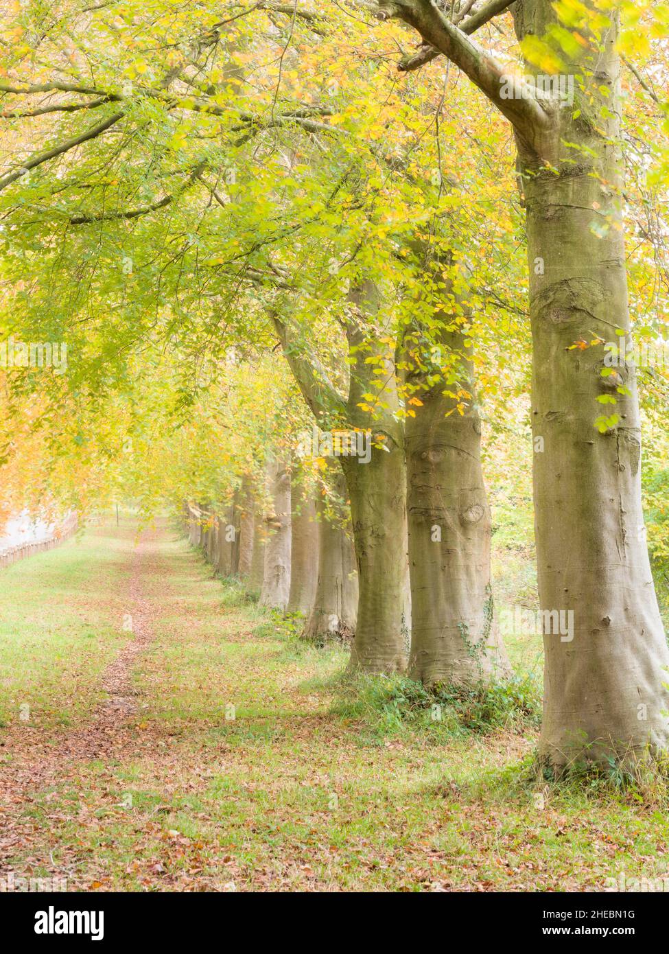 Trees north england hi-res stock photography and images - Alamy