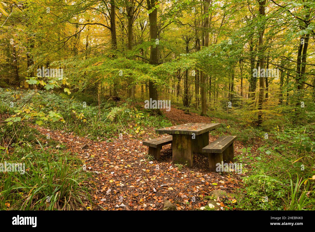 Leigh woods hi-res stock photography and images - Alamy