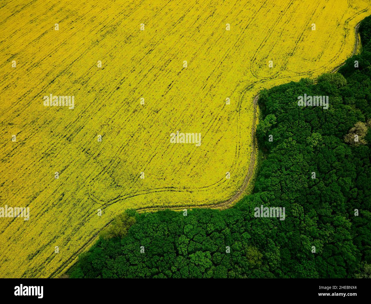 Bird's eye view from a drone of a passing canola crop, aerial view of ...