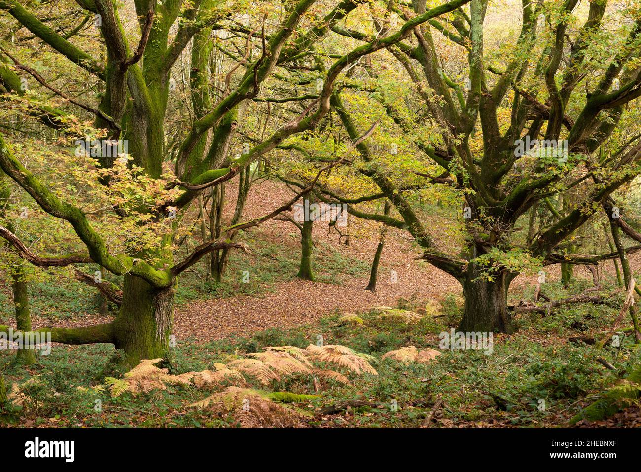 Autumn colour in a deciduous woodland at Woodlands Hill in the Quantock ...