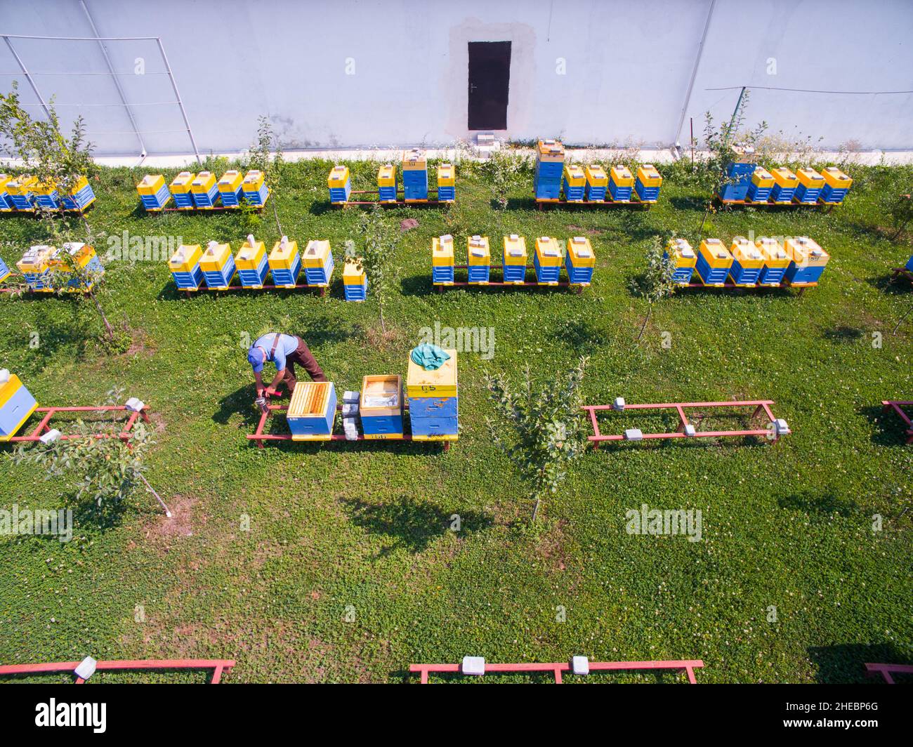 Aerial view of the Great Apiary. Industrial beekeeping with honey bees ...