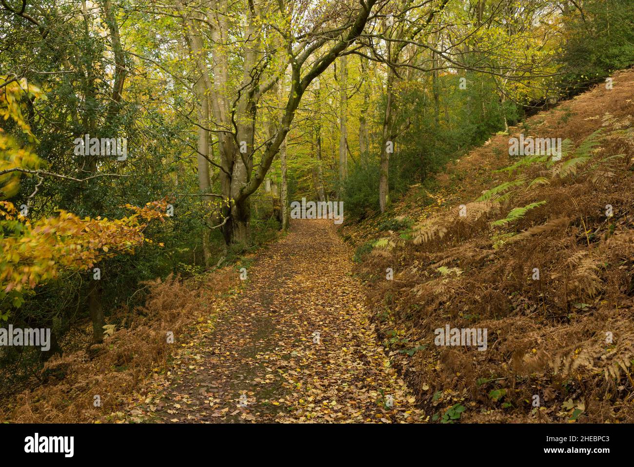 Holford High Resolution Stock Photography and Images - Alamy
