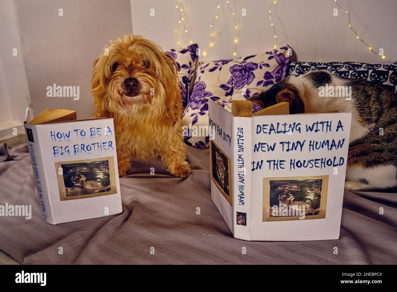 Dealing with a new tiny human in the household Stock Photo - Alamy