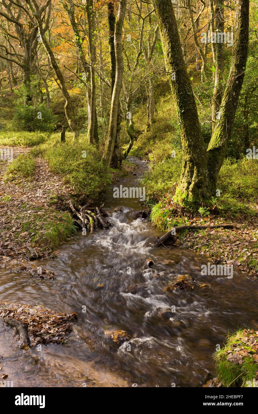 River fall autumn wood hi-res stock photography and images - Alamy