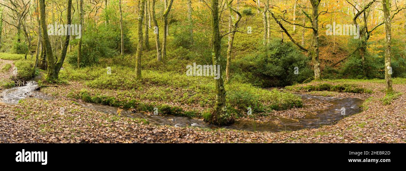 The River Holford during autumn in Butterfly Wood at Holford Combe in ...