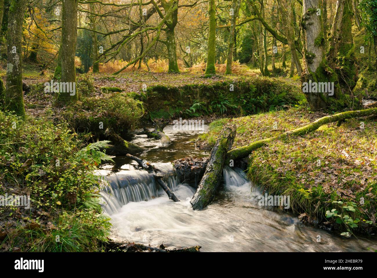 The River Holford during autumn in Butterfly Wood at Holford Combe in ...