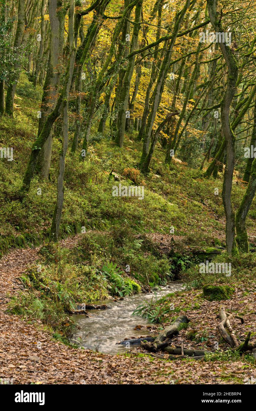 Holford hi-res stock photography and images - Alamy