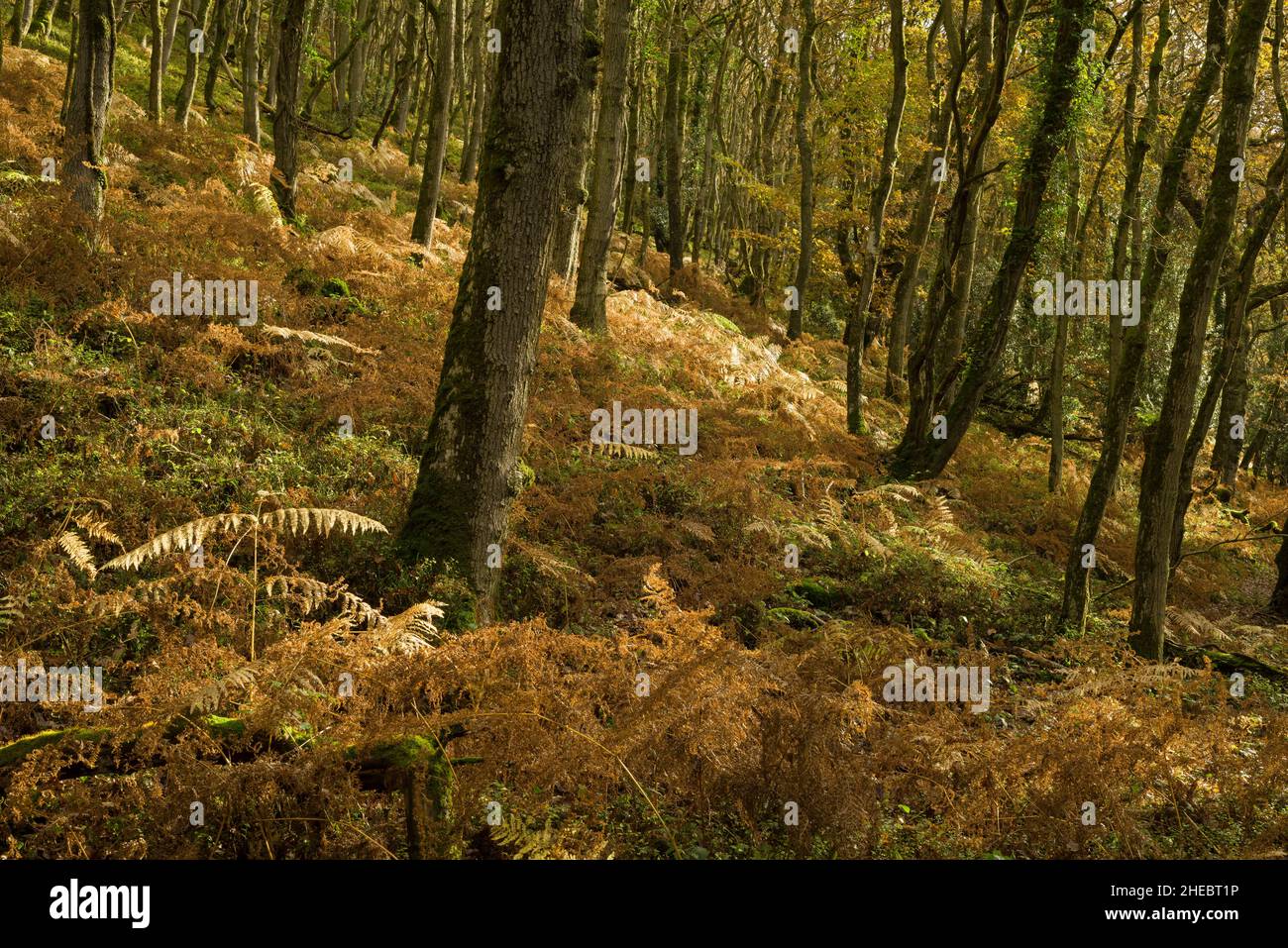Bracken in woodland hi-res stock photography and images - Alamy