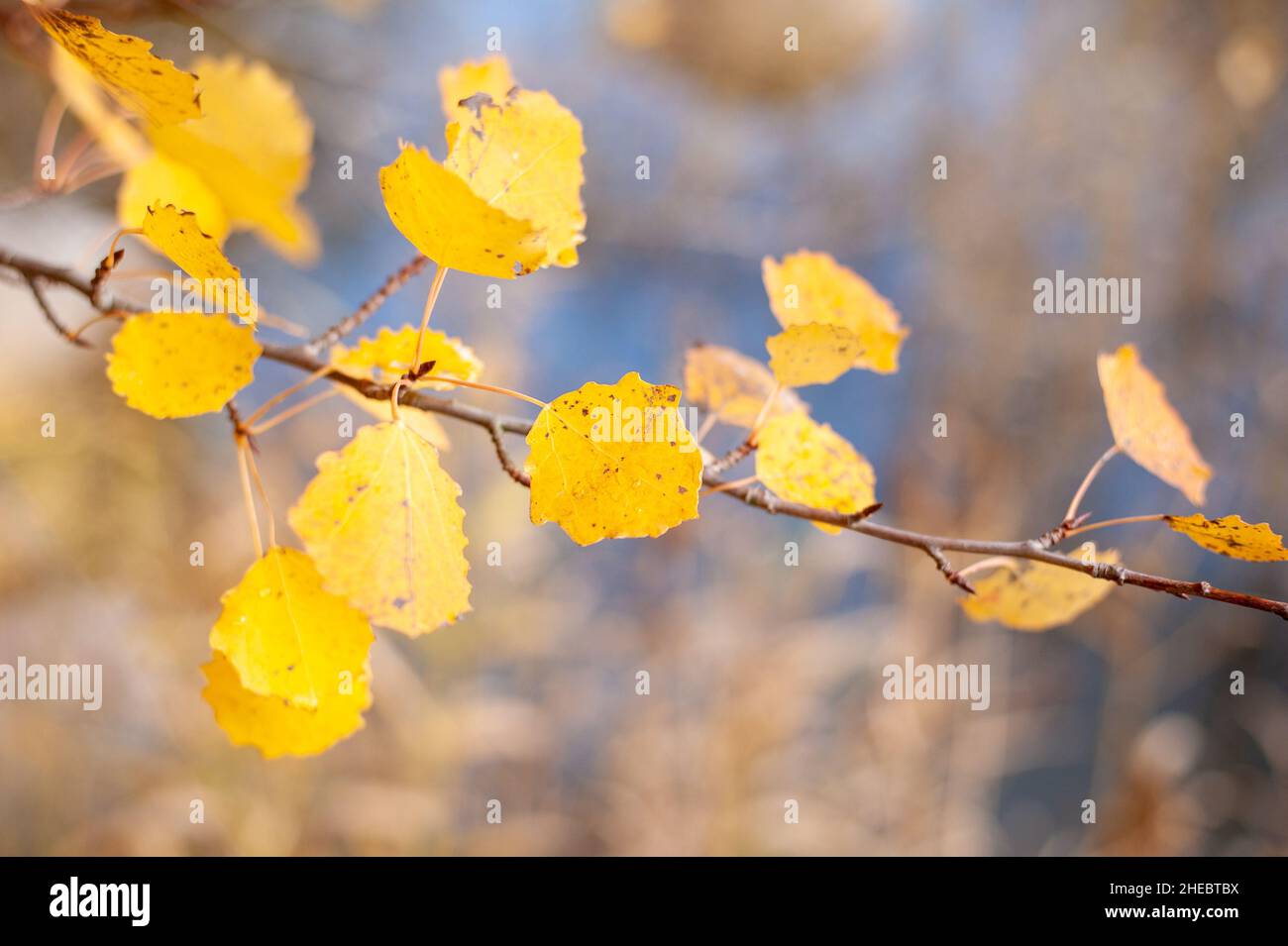 Autumn colors, Lammassaari nature trail, Helsinki, Finland Stock Photo ...