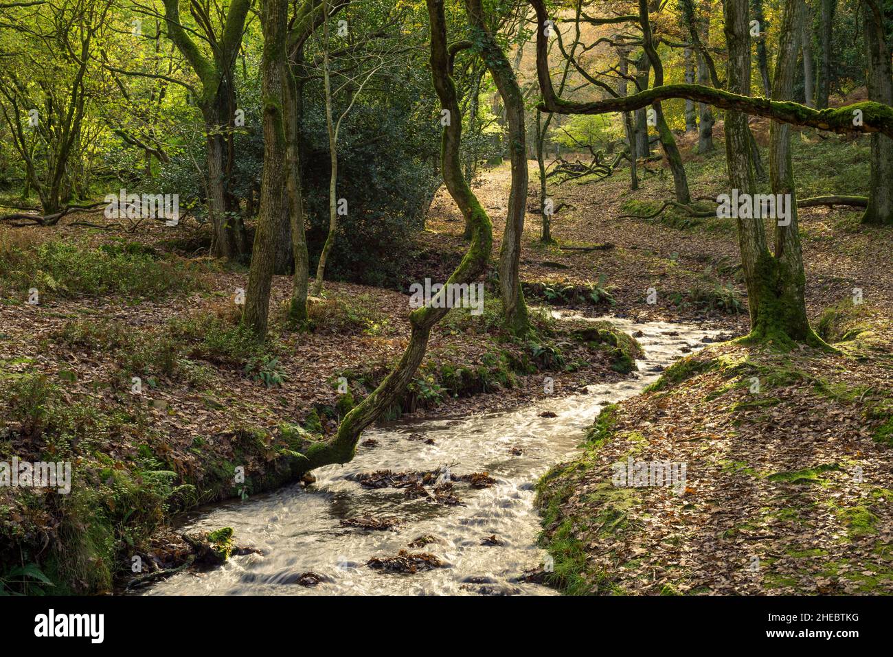 The River Holford during autumn in Butterfly Wood at Holford Combe in ...
