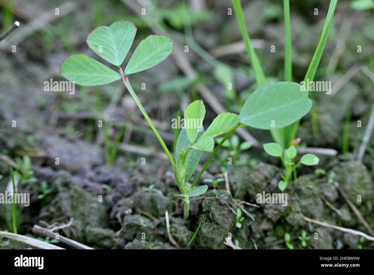 closeup the ripe green greek plant with small leaves growing in the ...