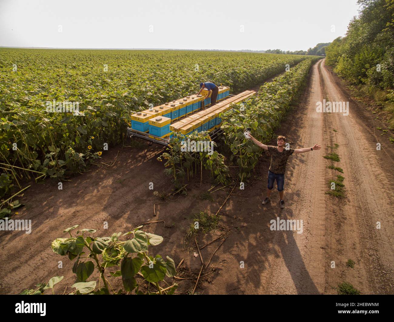 Aerial view over an industrial bee apiary. Many rows of beehives Stock ...