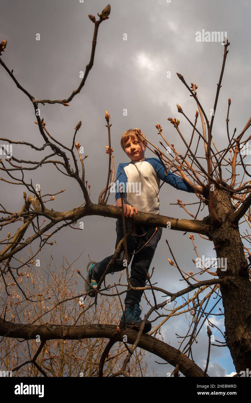 Tree below boy climbing hi-res stock photography and images - Alamy