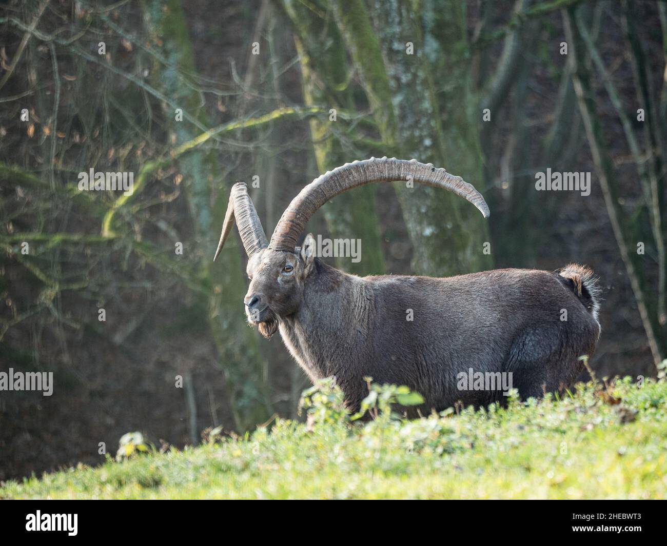 Ibex hunting hi-res stock photography and images - Alamy
