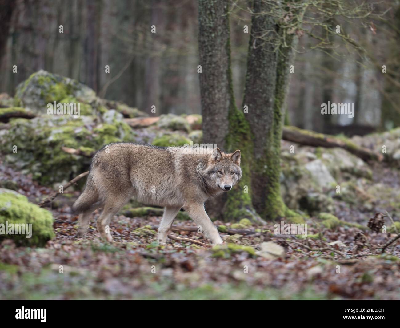 Grey wolf pack europe hi-res stock photography and images - Alamy