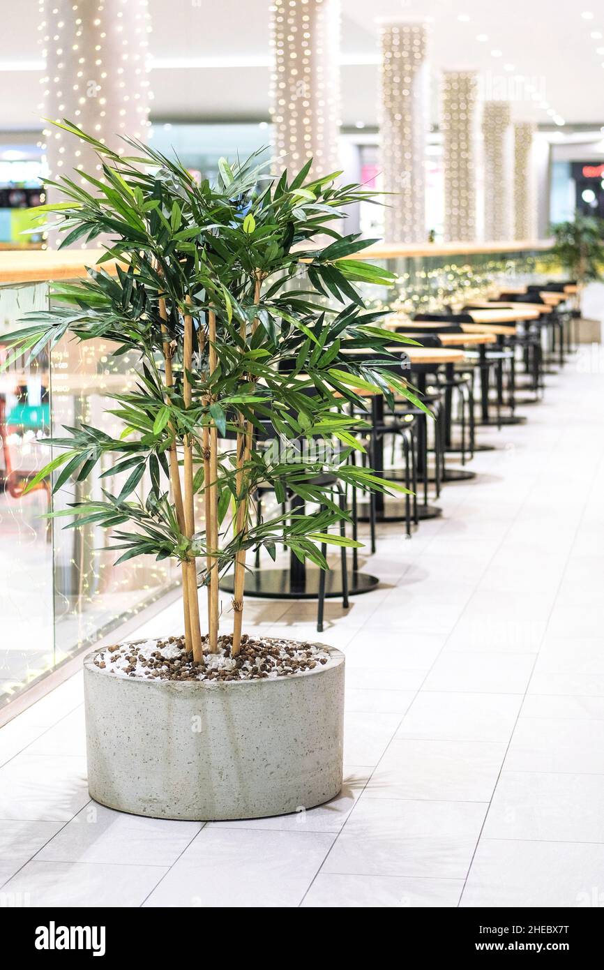 Potted palm tree adorns the lobby of a large shopping center. Greening ...