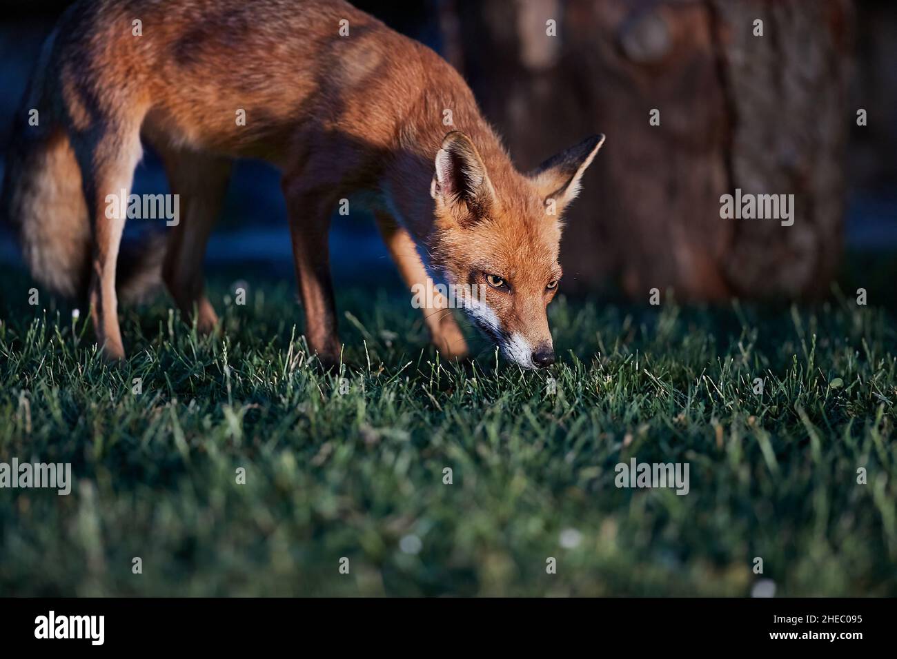 Red fox rural hi-res stock photography and images - Alamy