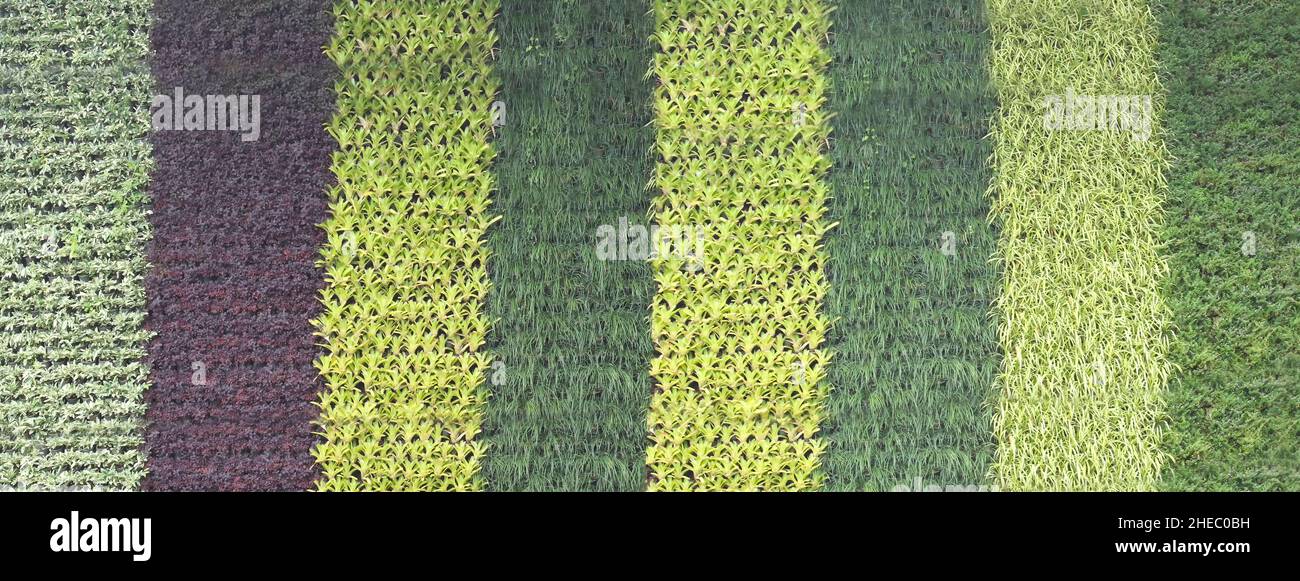 Tree wall background in the garden for design in your work Stock Photo ...