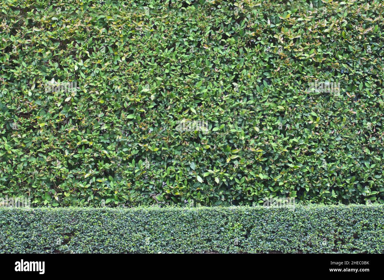 Tree wall background in the garden for design in your work Stock Photo ...