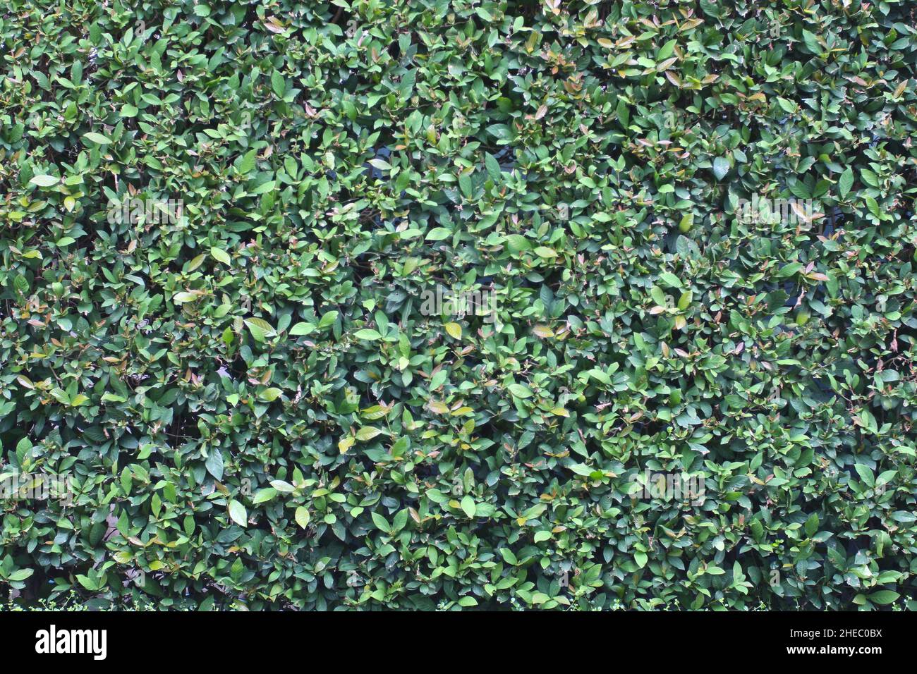 Tree wall background in the garden for design in your work Stock Photo ...