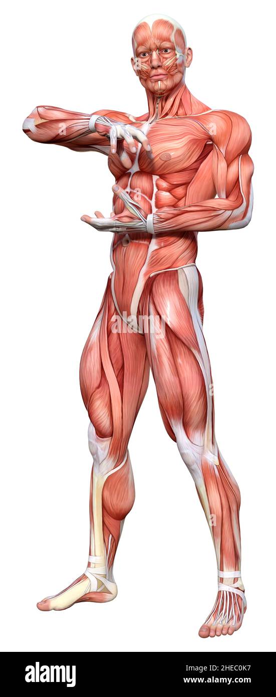 3D rendering of a male figure with muscle maps isolated on white ...