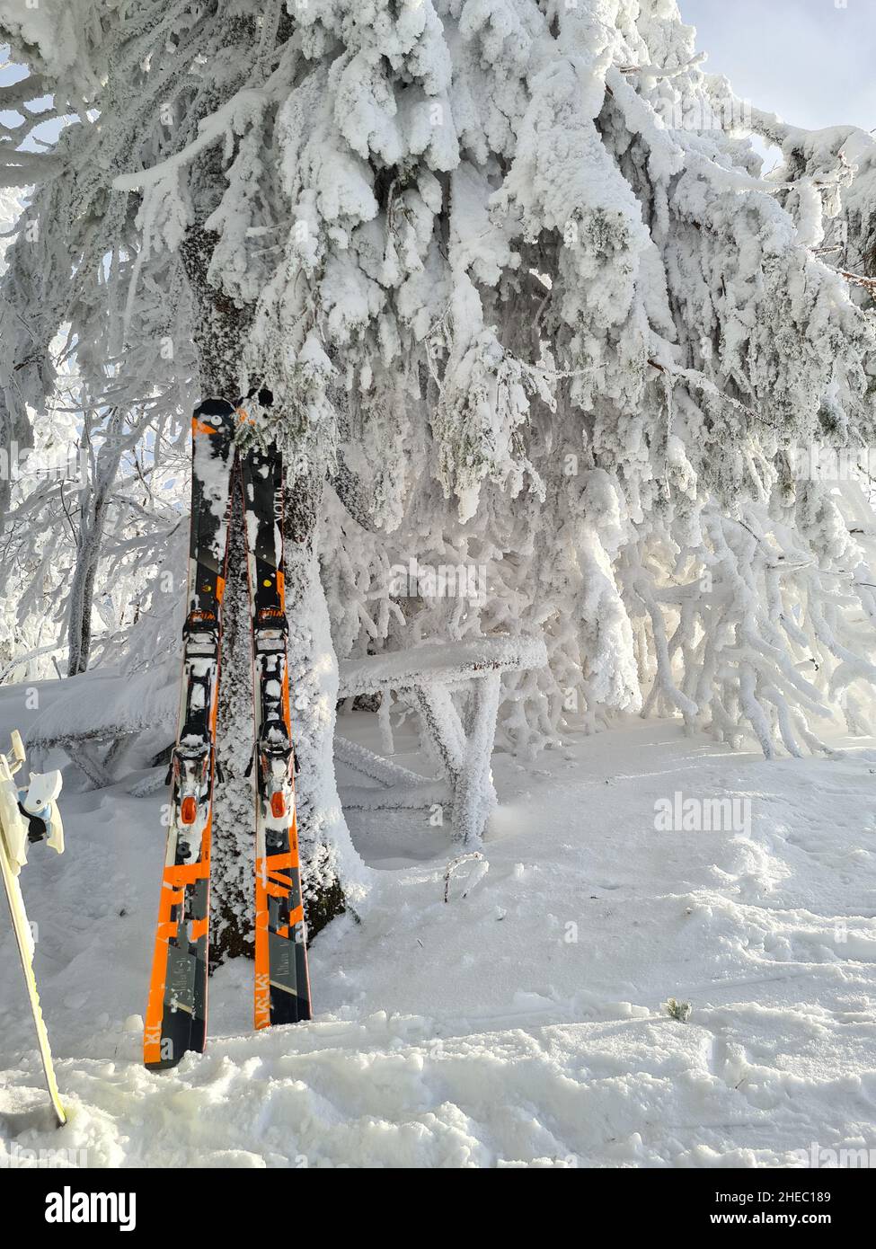 snowboard and ski near snowed pine trees after blizzard powder day ...
