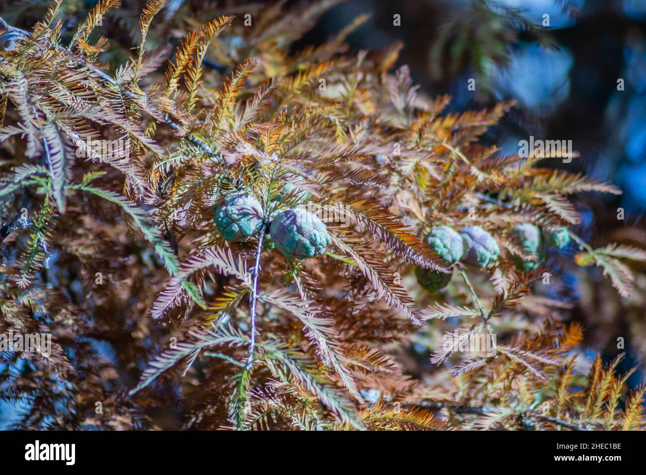 Fur tree cones hi-res stock photography and images - Alamy