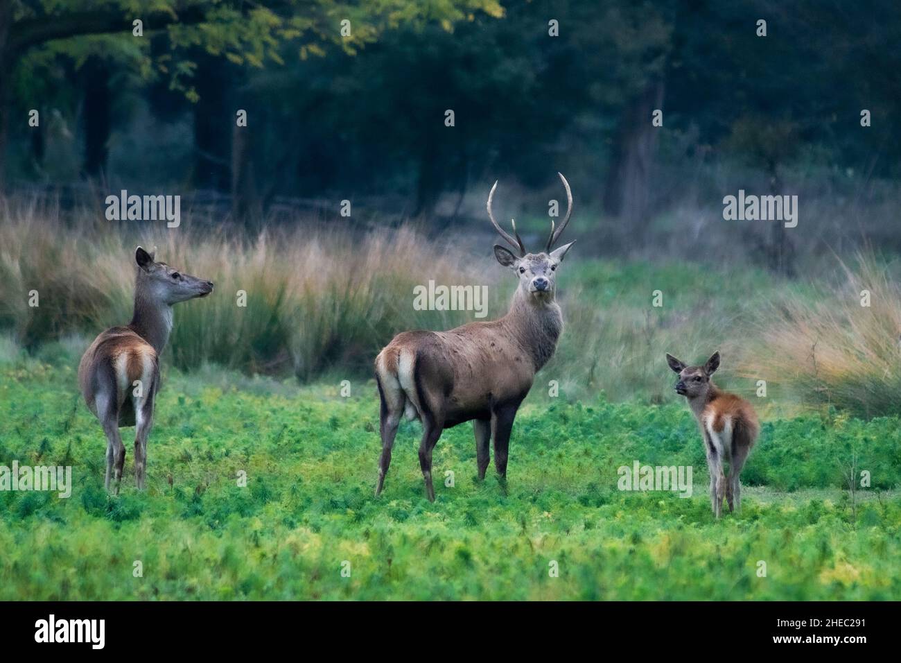 Protected animals hi-res stock photography and images - Alamy