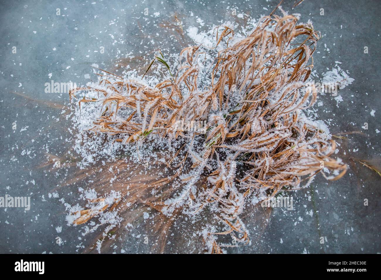Plants partially frozen in ice top down view, Snow-covered reeds ...