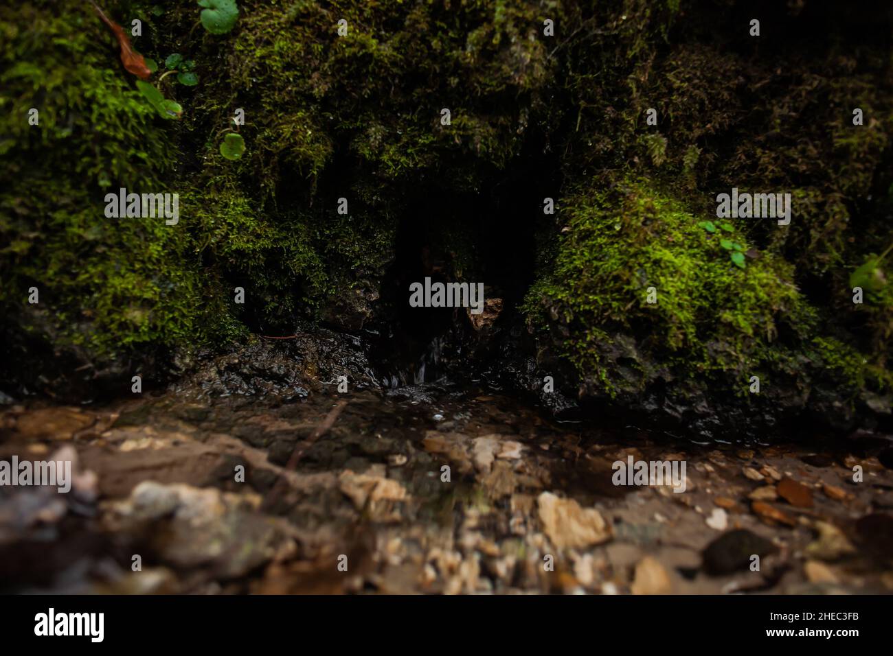 Forest path overgrown with moss hi-res stock photography and images - Alamy