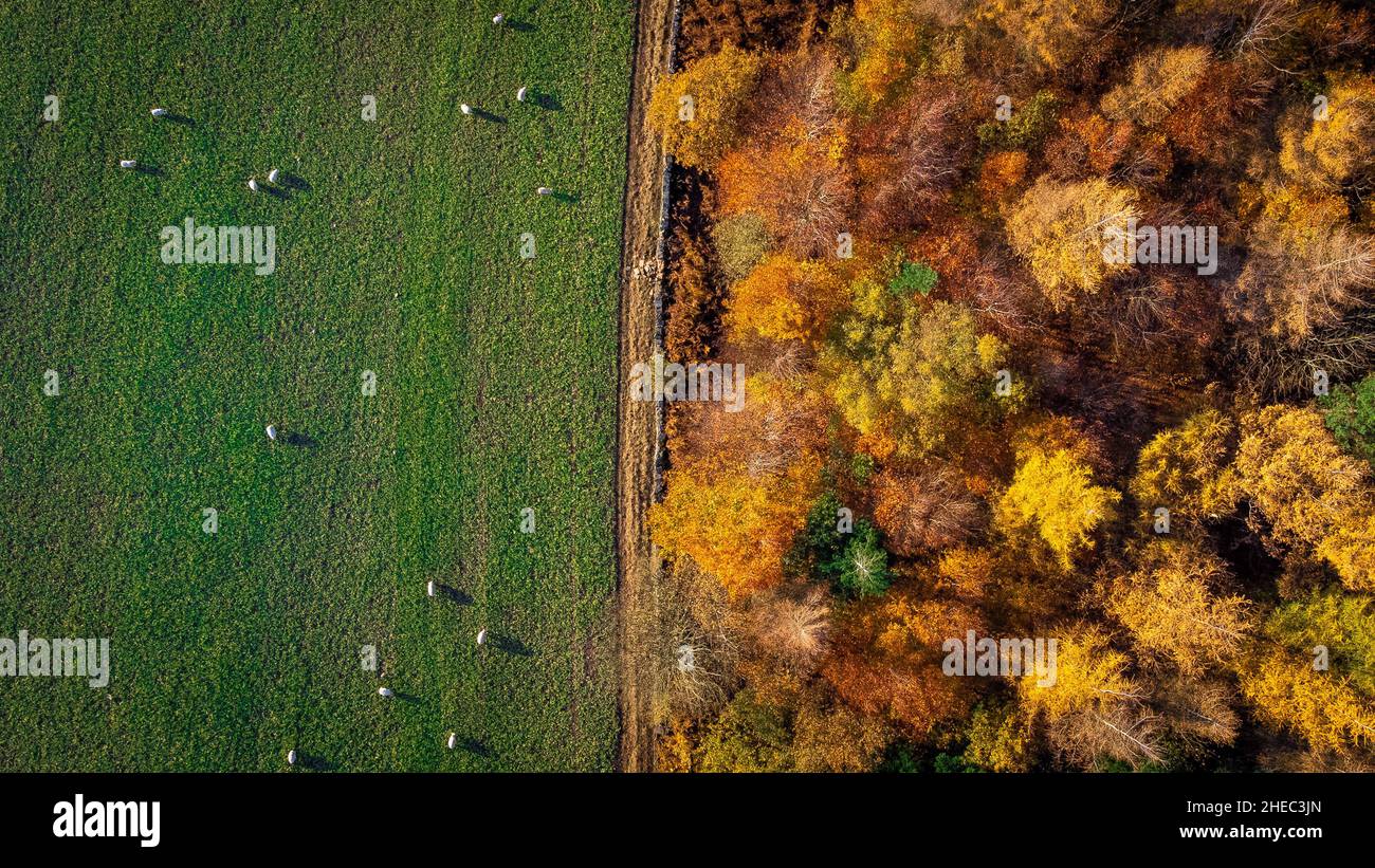 Golden trees leaves hi-res stock photography and images - Alamy
