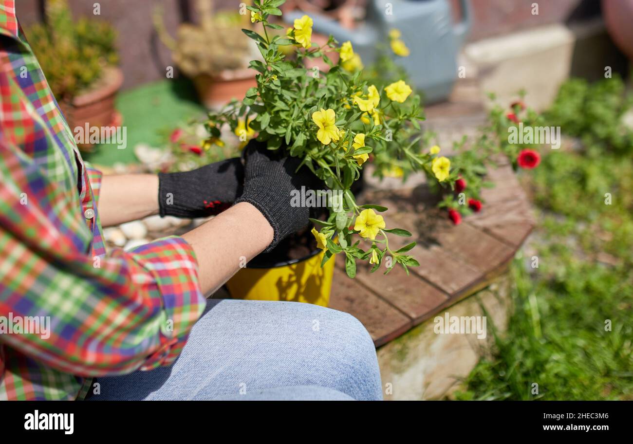 Woman hand planting flowers petunia hi-res stock photography and images ...
