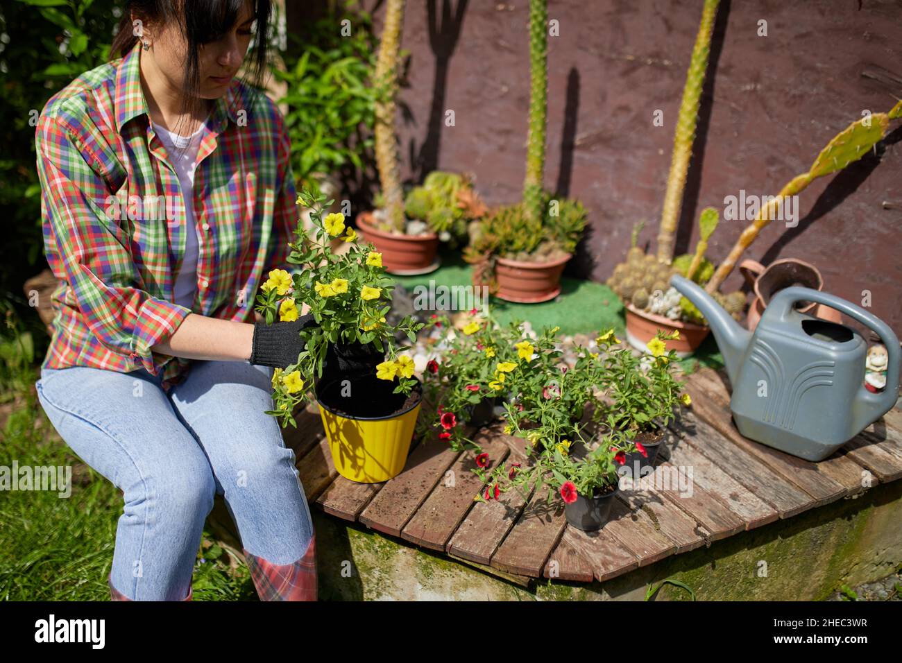 Woman hand planting flowers petunia hi-res stock photography and images ...