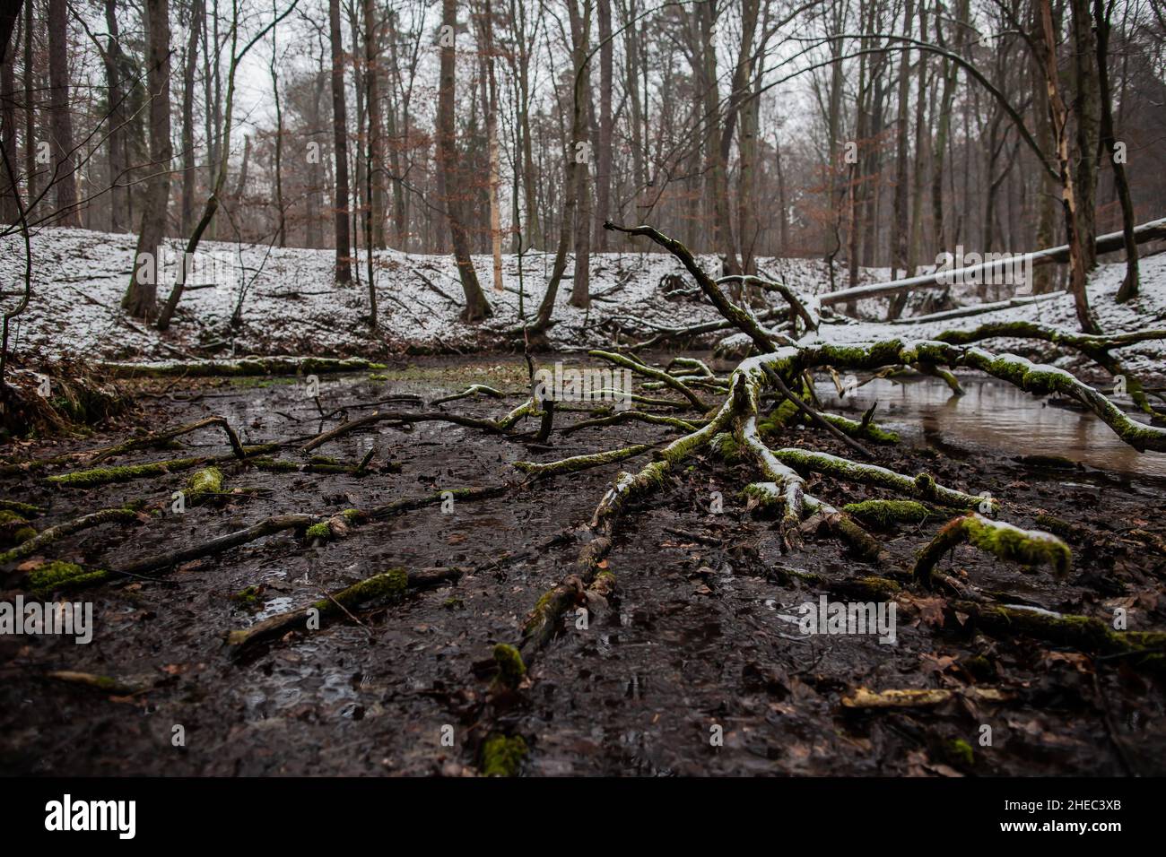 Fallen tree covered with snow and moss in river swamp, Tree lay in ...