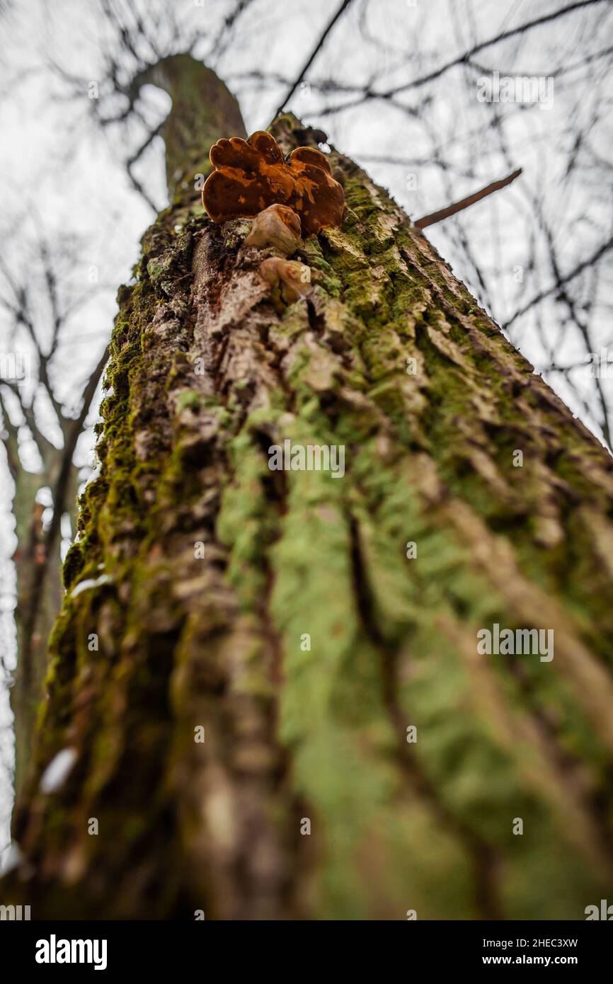 Tree trunk with bracket fungus photo from below with sky in background ...