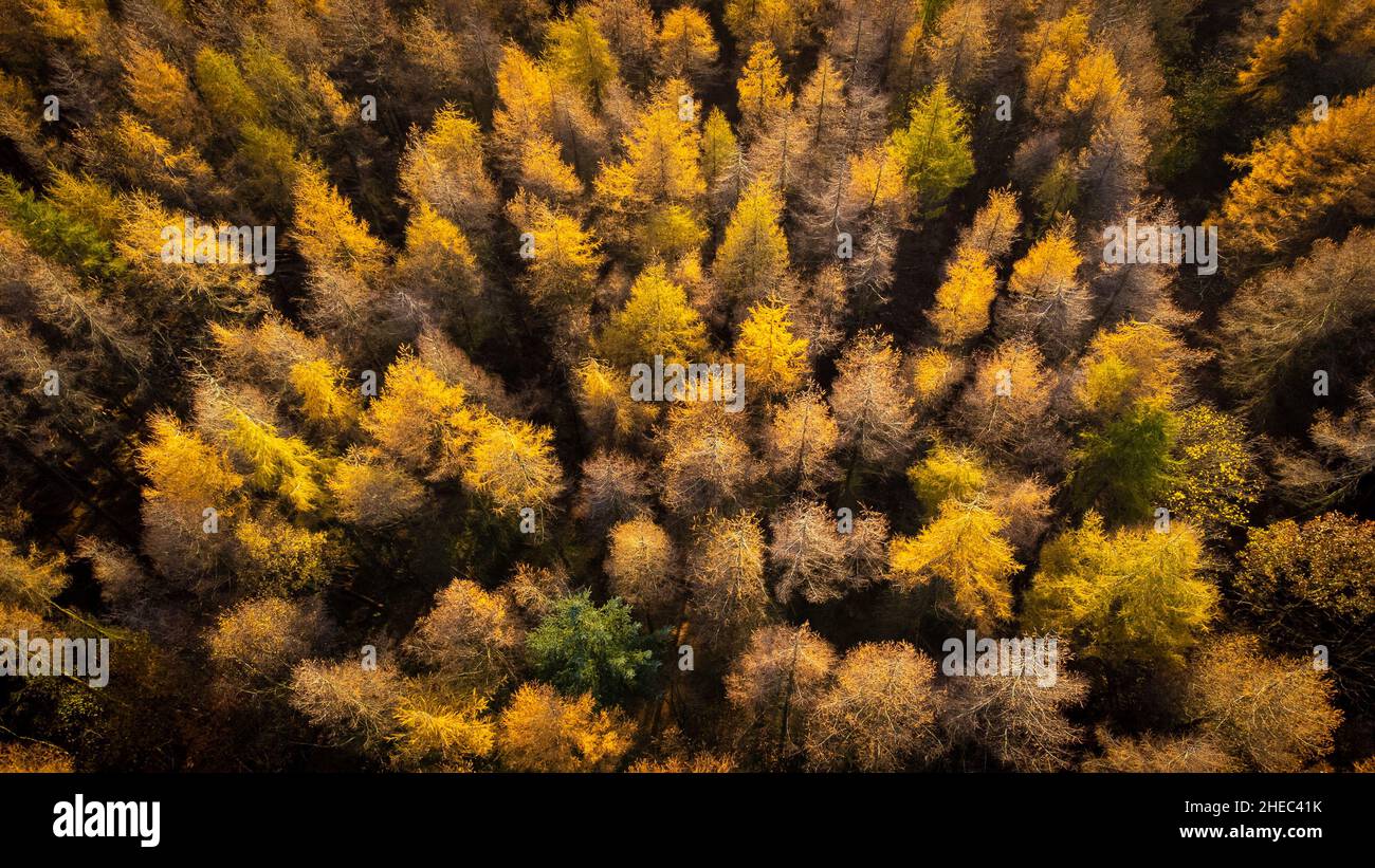 Golden trees tree hi-res stock photography and images - Alamy