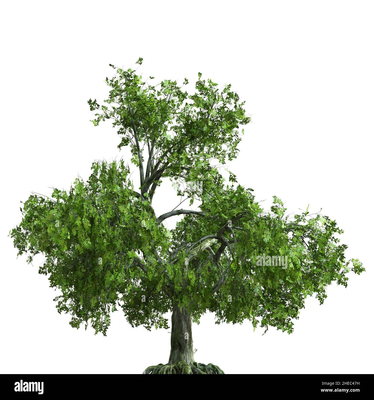 3D illustration summer tree isolated on white background Stock Photo ...