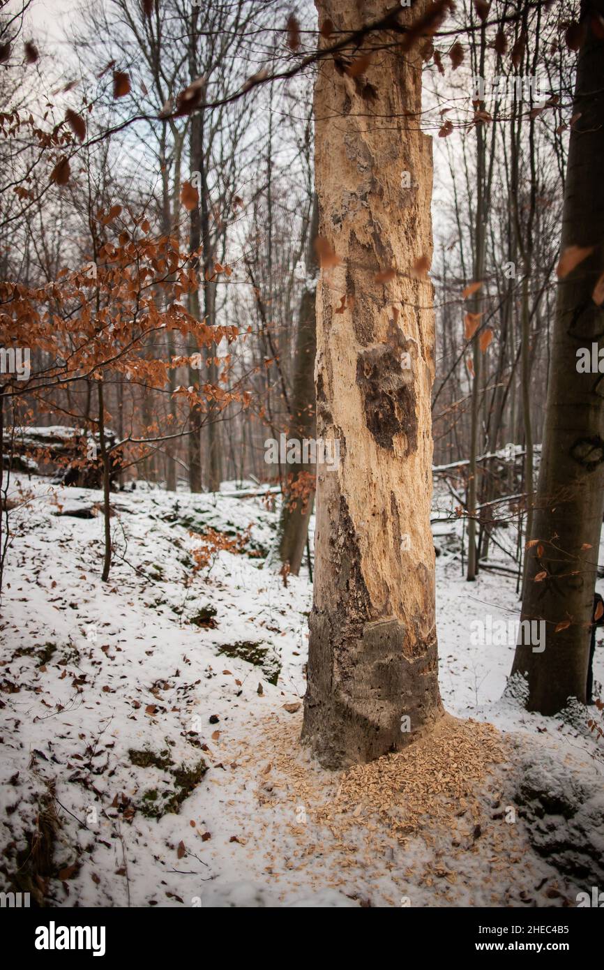 Torn wood hi-res stock photography and images - Alamy