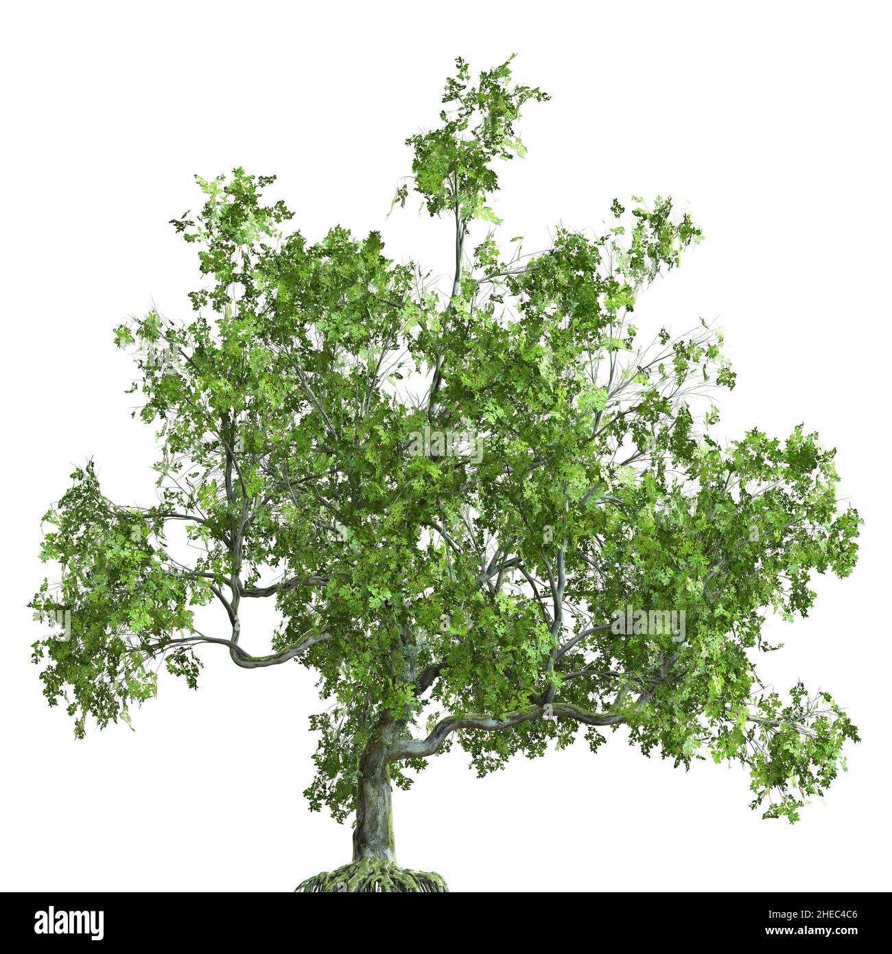 3D illustration summer tree isolated on white background Stock Photo ...