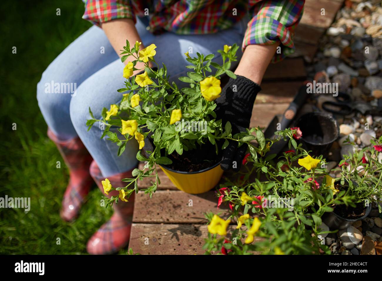 Woman hand planting flowers petunia hi-res stock photography and images ...