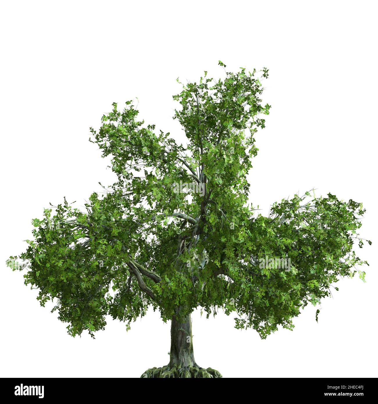 3D illustration summer tree isolated on white background Stock Photo ...
