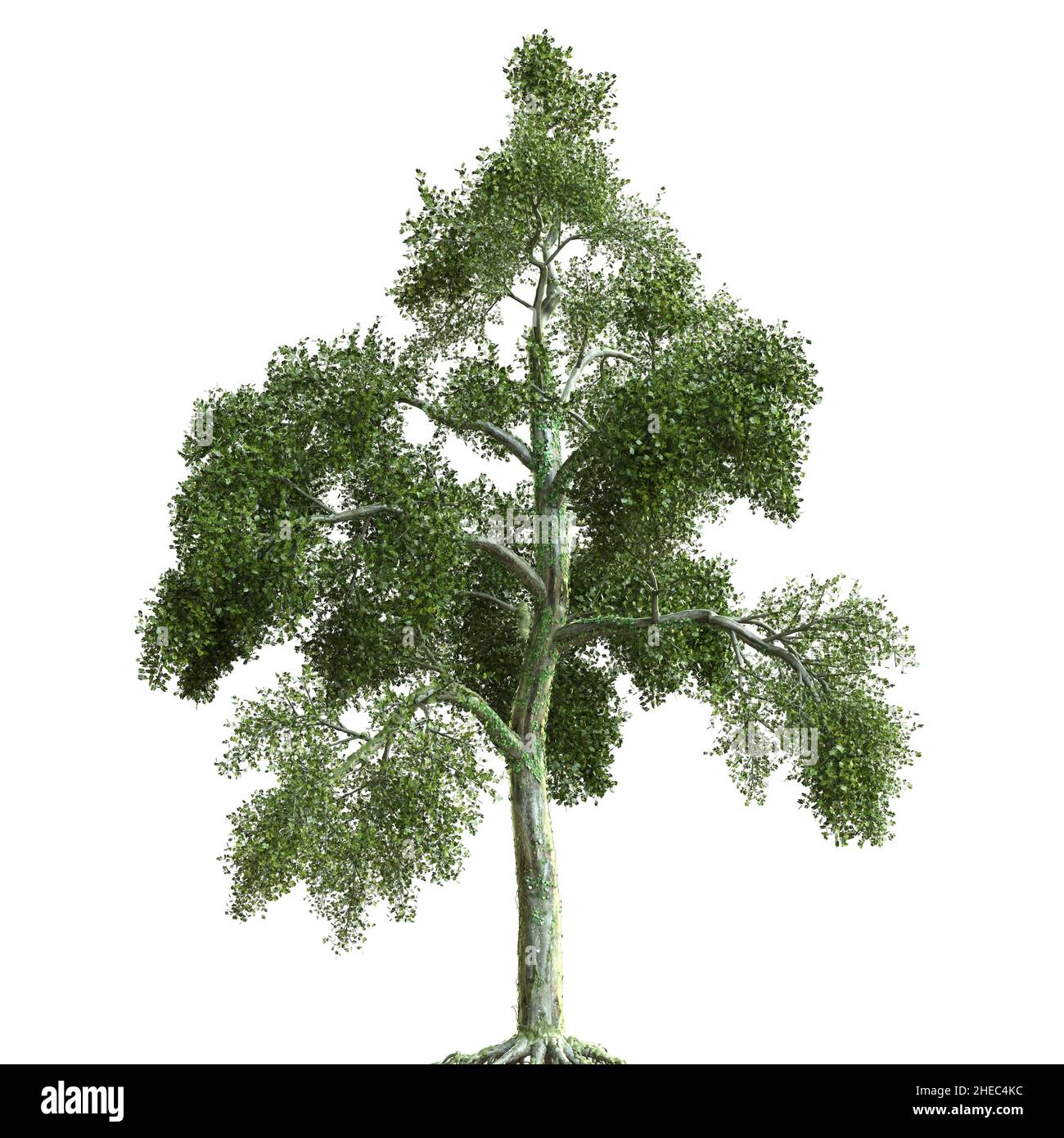 3D illustration summer tree isolated on white background Stock Photo ...